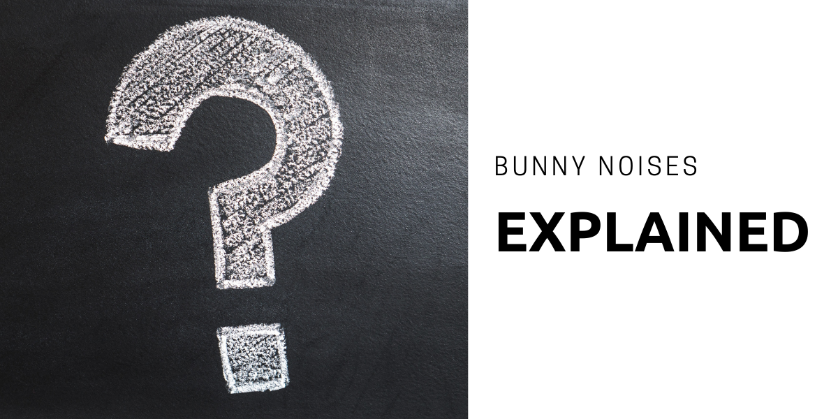 Rabbit Noises Explained: How to become fluent in bunny body language ...