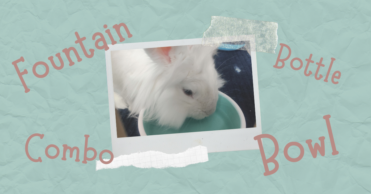 Do rabbits drink more water from a bowl or a bottle? – cuzrabbits