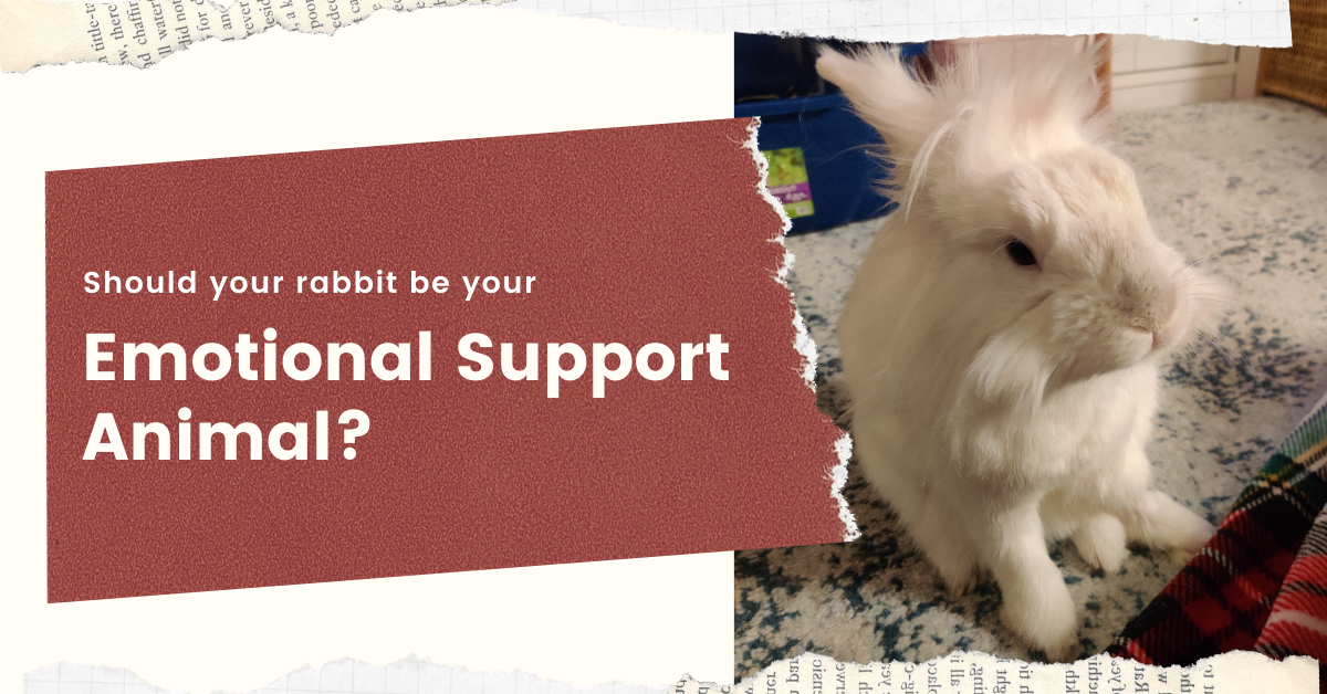 Why rabbits don’t make good emotional support animals – cuzrabbits