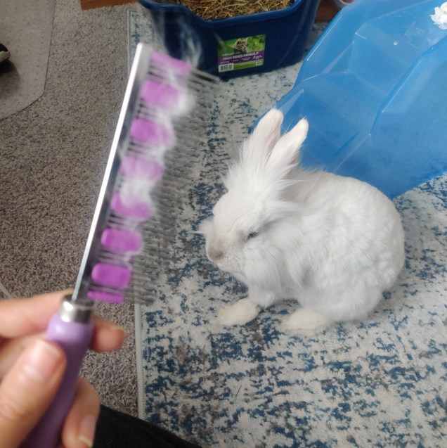 Review: Is the HairBuster worth the money? – cuzrabbits