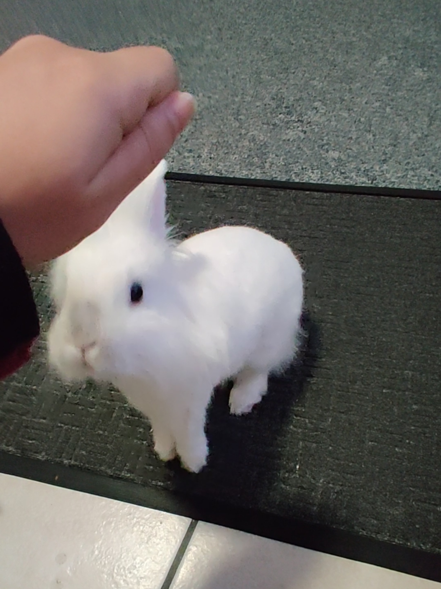 How to clicker train your rabbit to do tricks – cuzrabbits