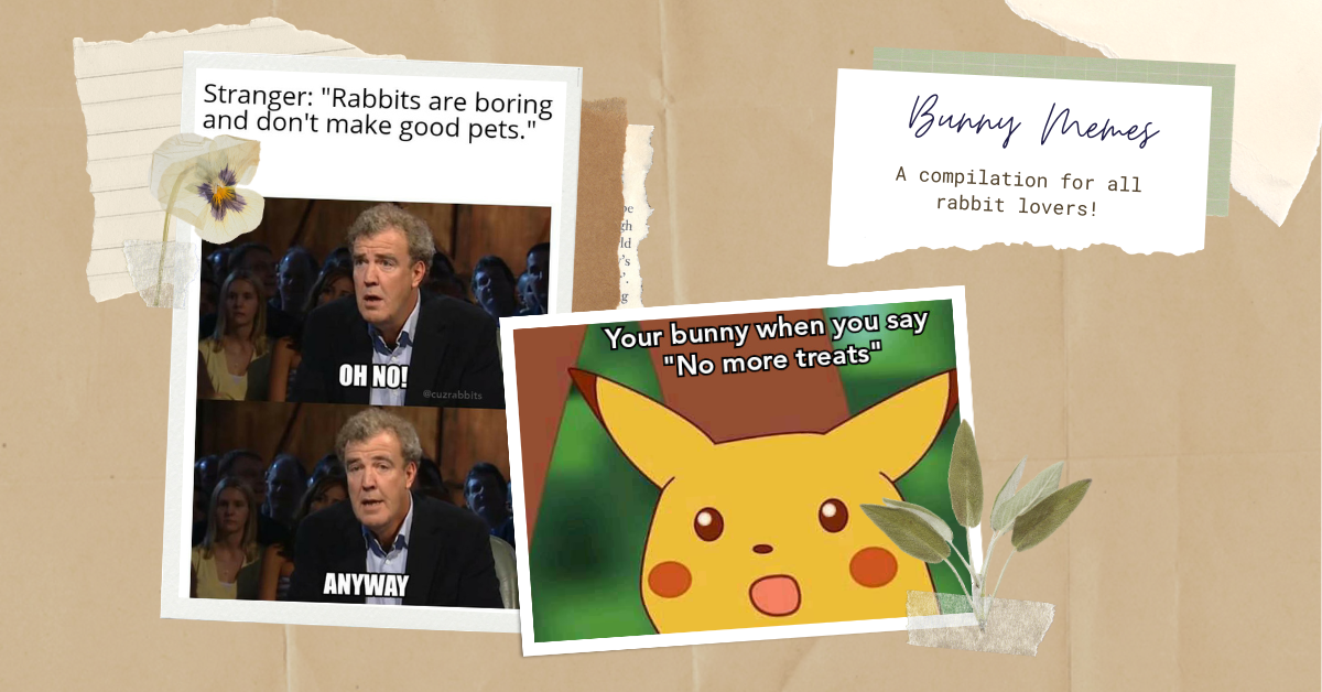 Bunny Memes: A funny collection for rabbit parents to enjoy and share ...