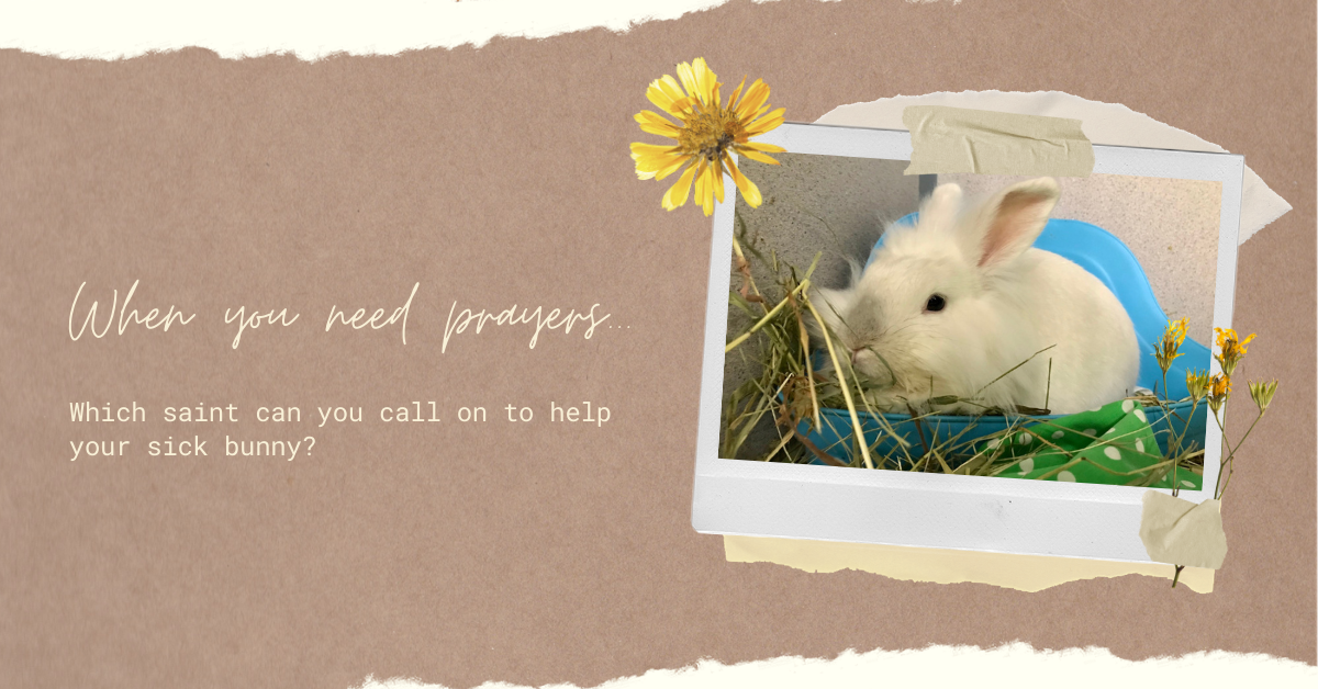 Which saint can you ask to help your sick rabbit? – cuzrabbits