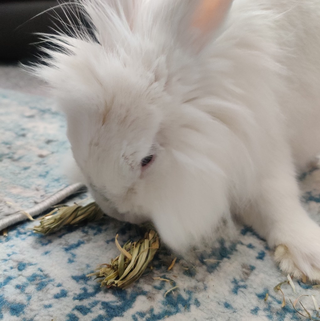 Rabbit Treat Guide: How to know what is safe for your bunny – cuzrabbits