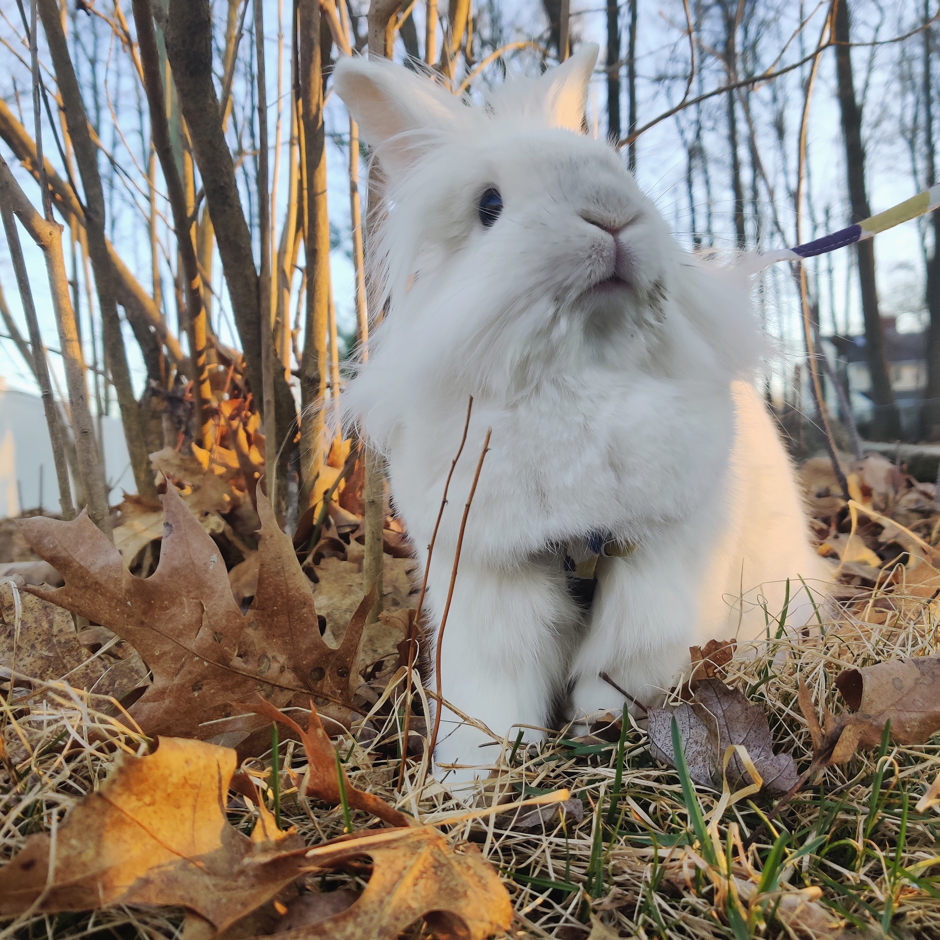How to take great photos and videos of your rabbit – cuzrabbits