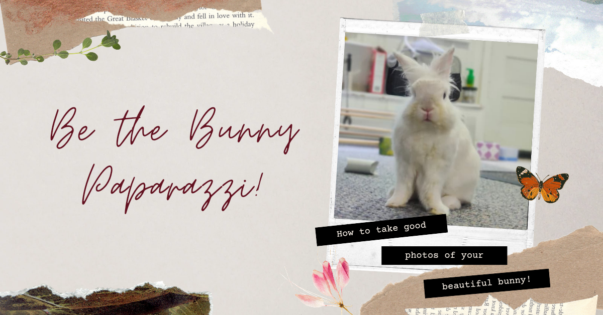 How to take great photos and videos of your rabbit – cuzrabbits