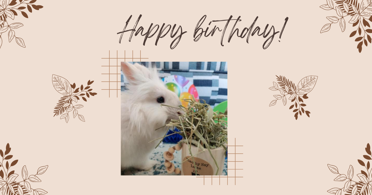 How to celebrate your rabbit’s birthday and gotcha day – cuzrabbits