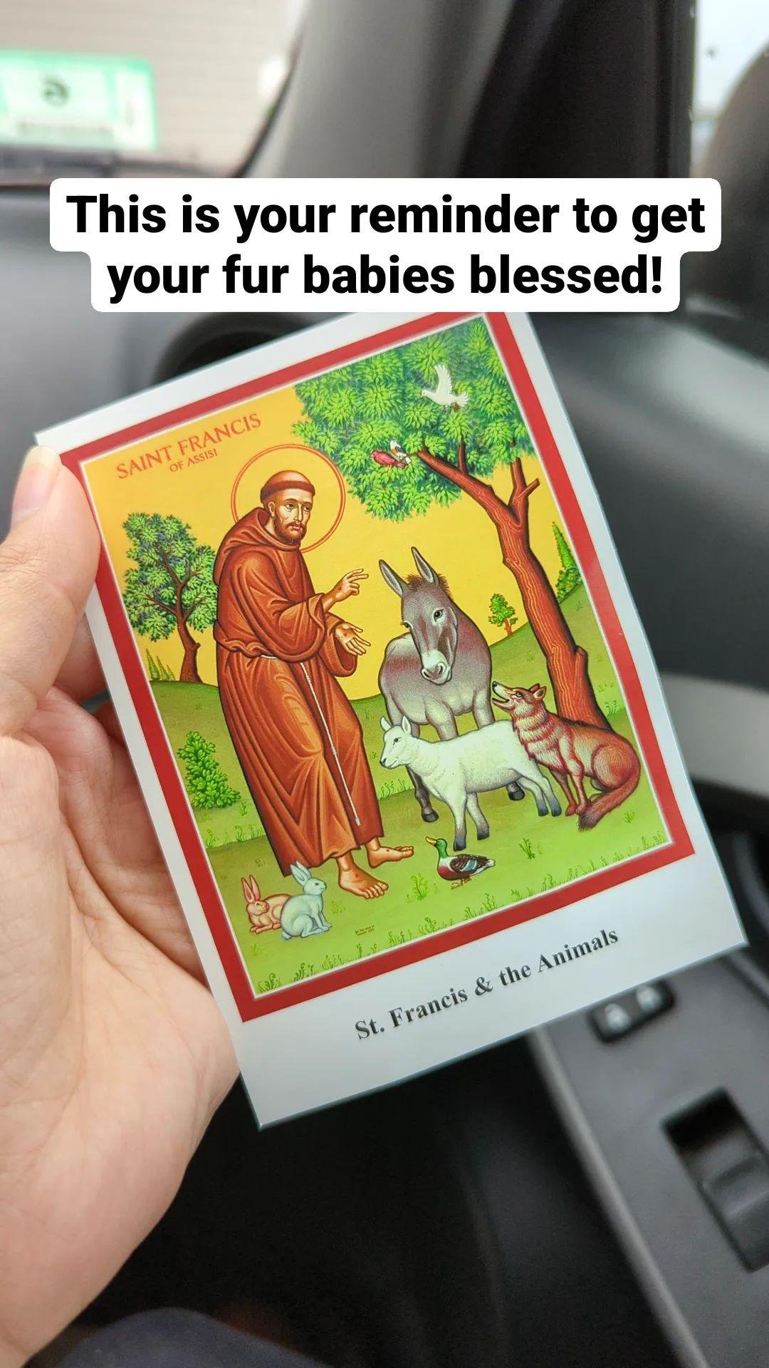 How to prepare your rabbit for a Blessing of the Animals – cuzrabbits