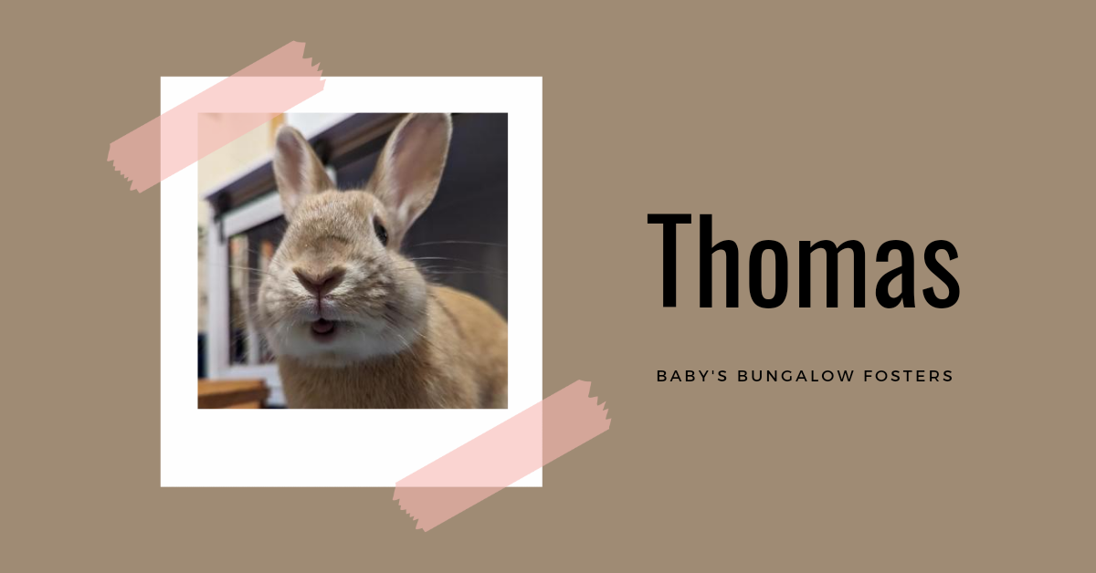 Meet Thomas: What it’s like having our first foster rabbit – cuzrabbits