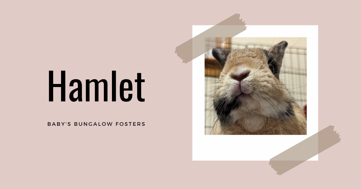 Foster Rabbit #2! Hamlet is ready to be your overlord…I mean, furry ...